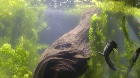 Mexican axolotl of Xochimilco lake | Stock Video | Pond5