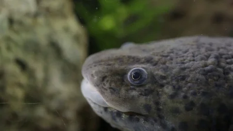 Mexican axolotl of Xochimilco lake | Stock Video | Pond5