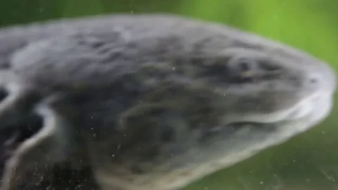 Mexican axolotl of Xochimilco lake | Stock Video | Pond5