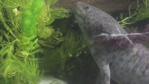 Mexican axolotl of Xochimilco lake | Stock Video | Pond5