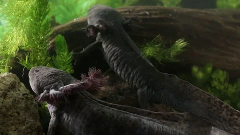 Mexican axolotl of Xochimilco lake | Stock Video | Pond5