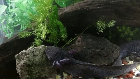 Mexican axolotl of Xochimilco lake | Stock Video | Pond5
