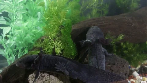 Mexican axolotl of Xochimilco lake | Stock Video | Pond5