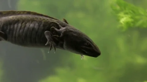 Mexican axolotl of Xochimilco lake | Stock Video | Pond5