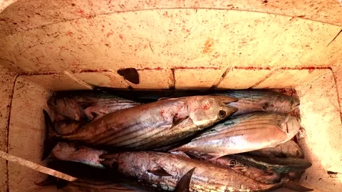 Mexican bonita fish caught in bloody dir... | Stock Video | Pond5