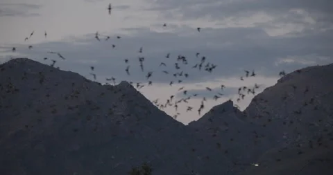 Bat Flying Motion Stock Videos – Royalty-Free HD & 4K Videos | Page 5