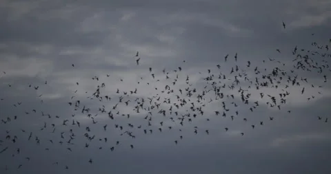 Bat Flying Motion Stock Videos – Royalty-Free HD & 4K Videos | Page 3