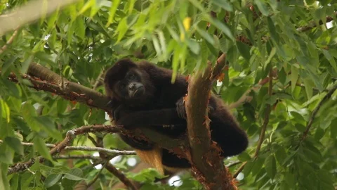 Mexican howler monkey (Alouatta palliata... | Stock Video | Pond5