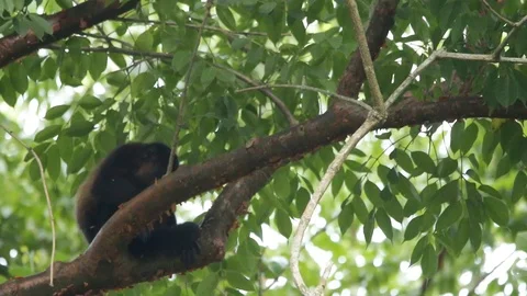 Mexican howler monkey (Alouatta palliata... | Stock Video | Pond5