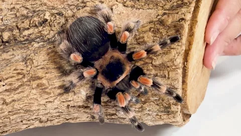 Tarantula Crawling Stock Videos – Royalty-Free HD & 4K Videos | Page 3