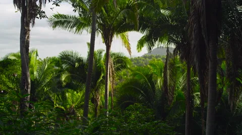 Mexico Beautiful Jungle Rainforest Trees... | Stock Video | Pond5