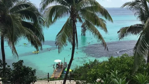 Tree Mujeres Stock Videos – Royalty-Free HD & 4K Videos | Pond5