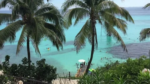 Tree Mujeres Stock Videos – Royalty-Free HD & 4K Videos | Pond5