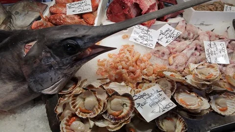 Sword Fish Stock Video Footage | Royalty Free Sword Fish Videos | Pond5