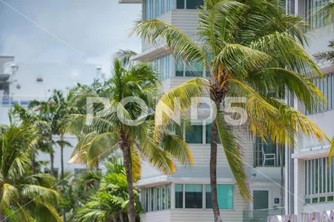 Photograph: Miami Beach deco architecture and tropical palm tree fronds ...