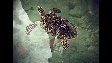 Miami Beach sea turtle | Stock Video | Pond5