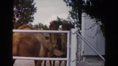 MIAMI FLORIDA-1960: Two Camels In The Ya... | Stock Video | Pond5
