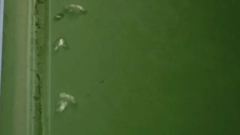 Micro algae bioreactor photosynthesis of... | Stock Video | Pond5