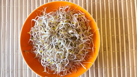 Micro-greenery. Sprouted mung beans, gre... | Stock Video | Pond5