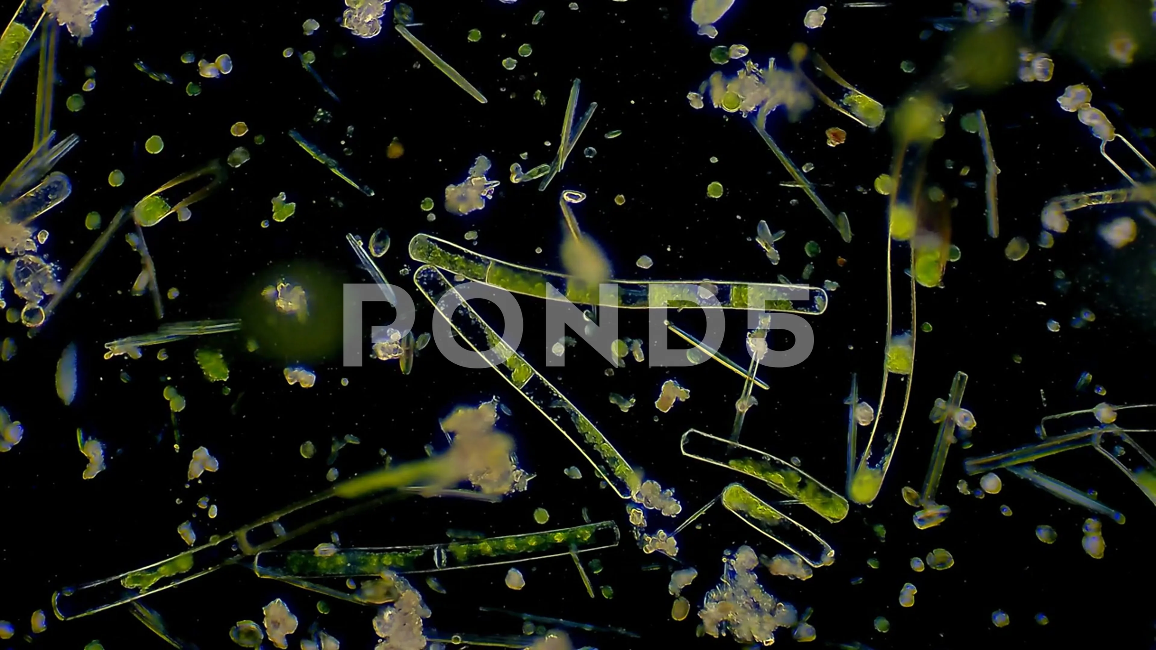 Microorganism Microscopic Algae