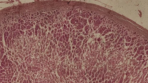 Micro shot of a human liver cells under ... | Stock Video | Pond5