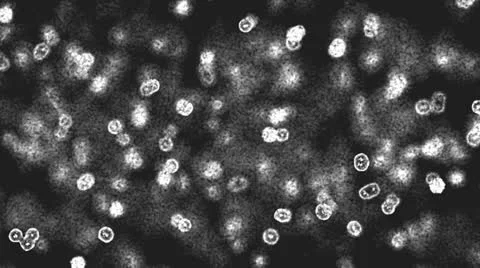 Bacteria Stock Video Footage | Royalty Free Bacteria Videos | Page 24