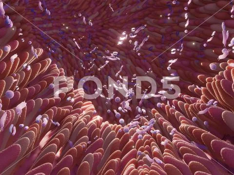 Microbiome intestine factories and microbiota. Gut health 3d render ...