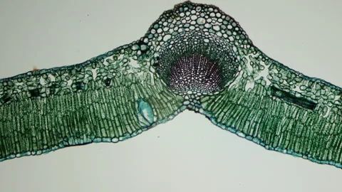 Cross Section Of Leaf Microscope