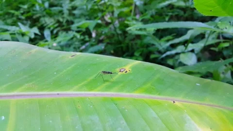 Micropezidae (Stilt-legged Flies Flies) ... | Stock Video | Pond5
