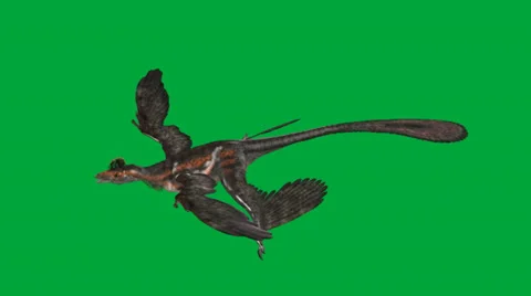 Microraptor Side View Flying FS | Stock Video | Pond5