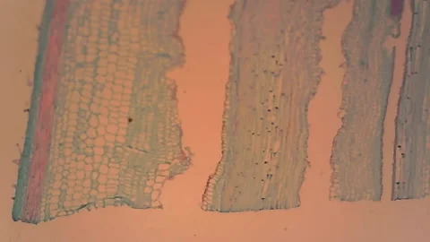 Microscope Cucurbita Stem Longitudinal S... | Stock Video | Pond5