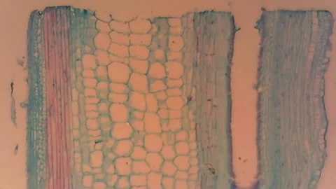 Microscope Cucurbita Stem Longitudinal S... | Stock Video | Pond5