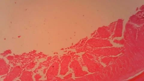 Microscope Dog Duodenum Cross Section x1... | Stock Video | Pond5