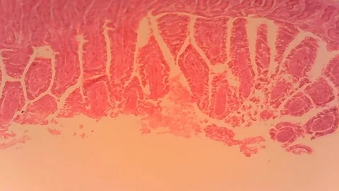 Microscope Dog ILeum Cross Section x1200... | Stock Video | Pond5