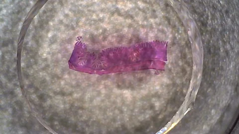 Microscope Dog Jejunum Cross Section x30... | Stock Video | Pond5
