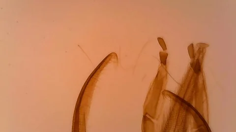 Microscope Honey Bee Mouth Parts Whole M... | Stock Video | Pond5