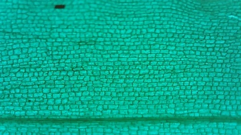 Hydrilla Stock Video Footage | Royalty Free Hydrilla Videos | Pond5