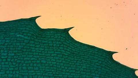 Microscope Hydrilla Verticillata Leaf Wh... | Stock Video | Pond5