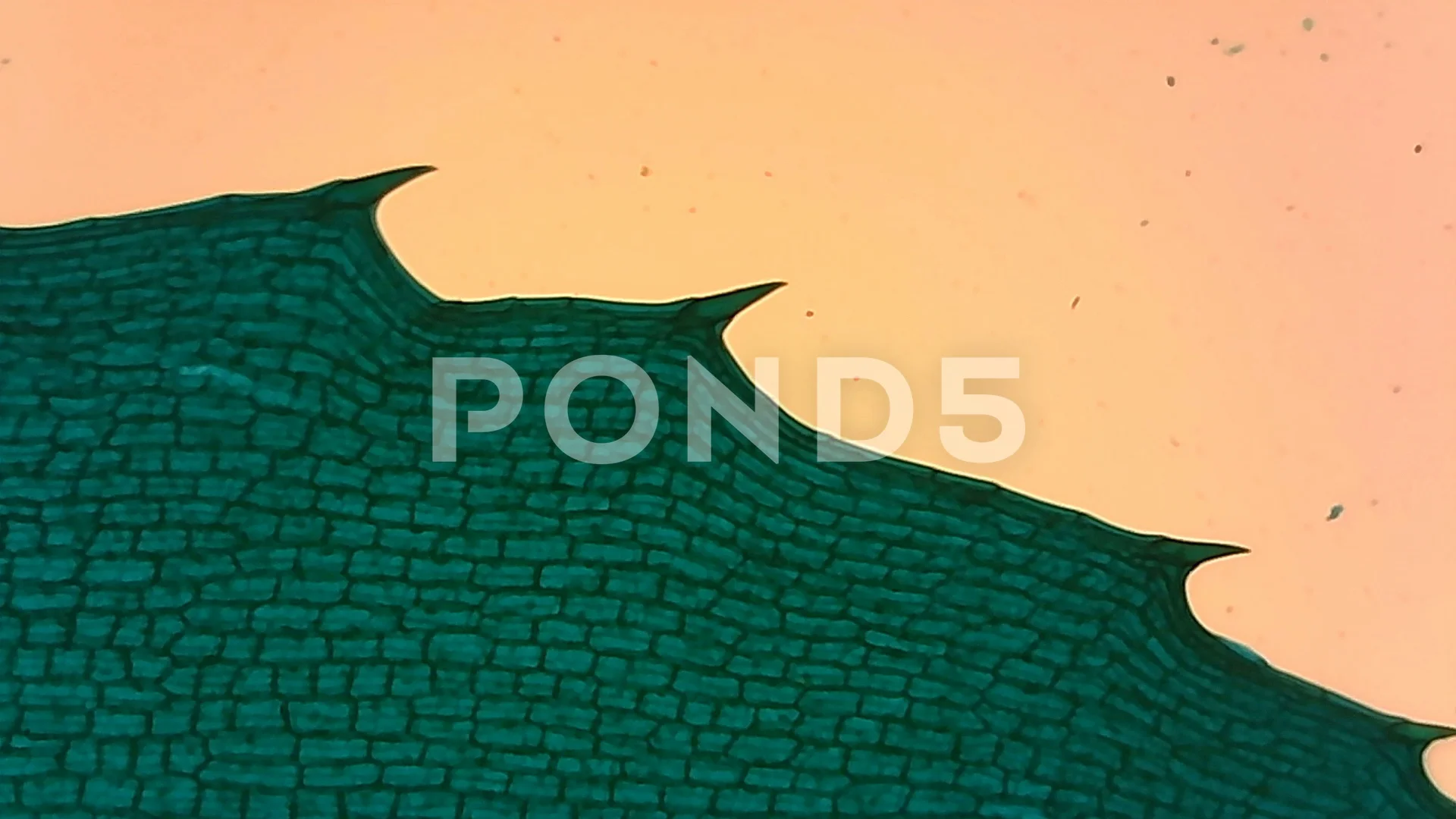 Hydrilla Verticillata Leaf