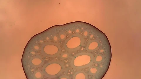 Microscope Nymphaea of Agustio Stem Cros... | Stock Video | Pond5