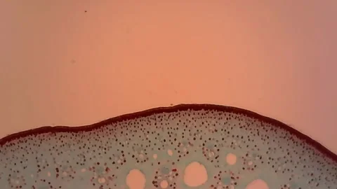 Microscope Nymphaea of Agustio Stem Cros... | Stock Video | Pond5