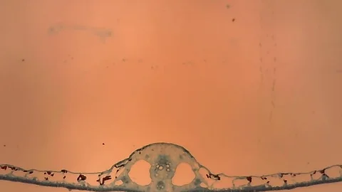 Microscope Nymphaea Spongy Tissue Cross ... | Stock Video | Pond5