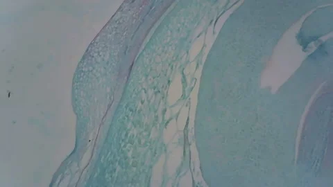 Microscope Plants Seed of Zea Mays 1200x... | Stock Video | Pond5