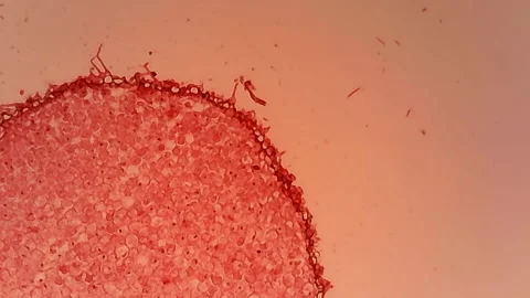 Microscope Ranunculus Root Cross Section... | Stock Video | Pond5