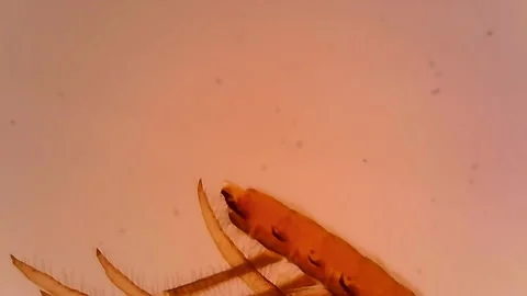 Microscope Silkworm Moth Antennae Whole ... | Stock Video | Pond5