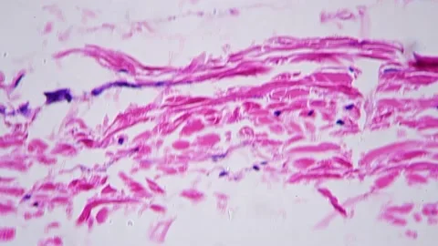 Human Skin Under Microscope 1000x