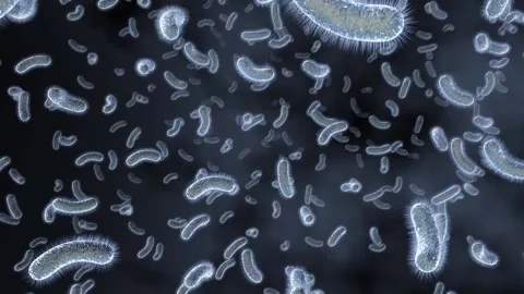 Microscopic Bacteria floating under micr... | Stock Video | Pond5
