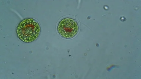 Microscopic Protozoa Stock Videos – Royalty-Free HD & 4K Videos | Page 8
