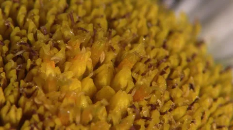 Microscopic Insect Larvae in Daisy Flowe... | Stock Video | Pond5