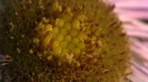 Microscopic Insect Larvae in Daisy Flowe... | Stock Video | Pond5